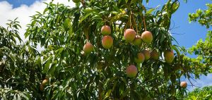6 Amazing Health Benefits Of Mango Leaves