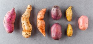 A Guide To 6 Types Of Sweet Potatoes - Dherbs.com - Articles